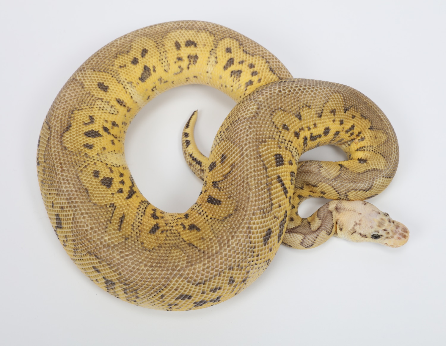Super Pastel Gravel Clown Ball Python by Sterling Nelson - MorphMarket