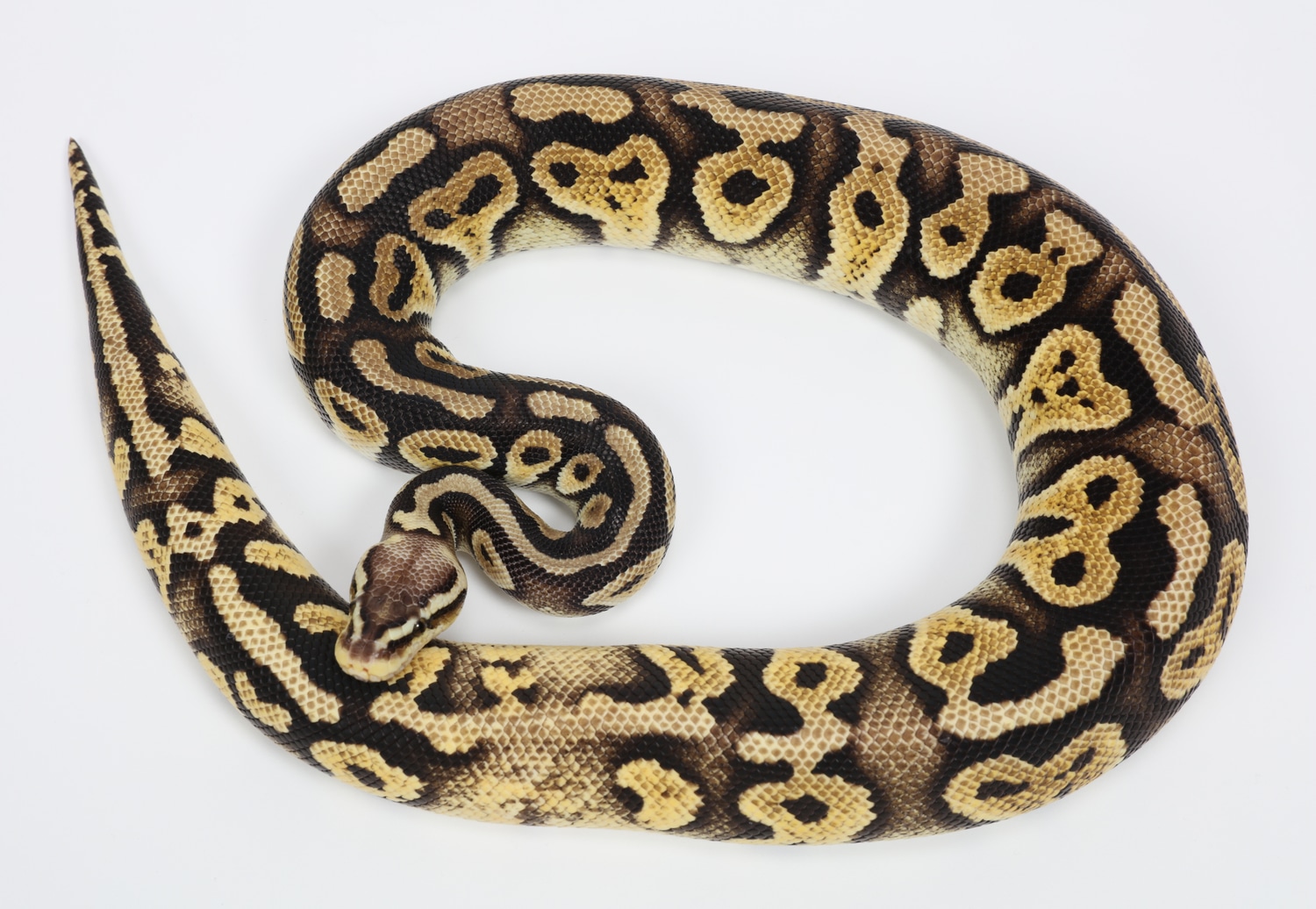 Pastel Redhead Het Clown Ball Python by Sterling Nelson - MorphMarket