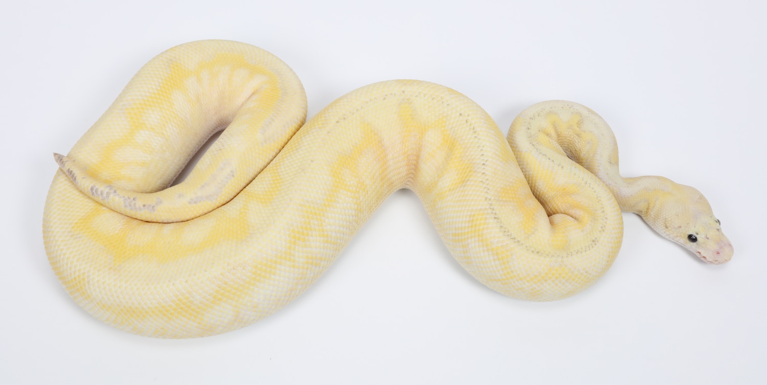 Pastel Highway Clown Ball Python by Sterling Nelson - MorphMarket