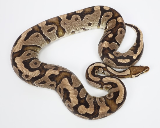 Fire Het Clown Ball Python by Sterling Nelson