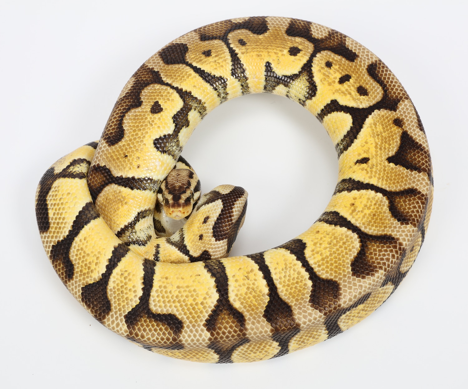 Pastel Enchi Het Clown Ball Python by Sterling Nelson - MorphMarket