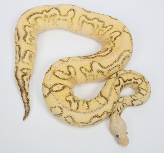 Proven Clown Super Gravel Super Pastel Ball Python by Sterling Nelson
