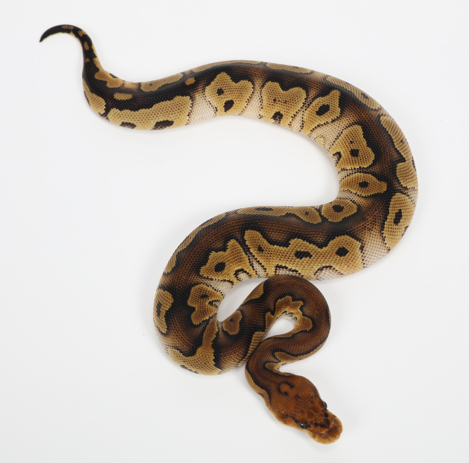 Wookie Clown Ball Python by Sterling Nelson - MorphMarket