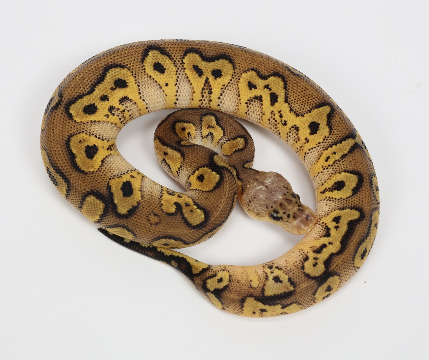 Pastel Wookie Clown Ball Python by Sterling Nelson - MorphMarket