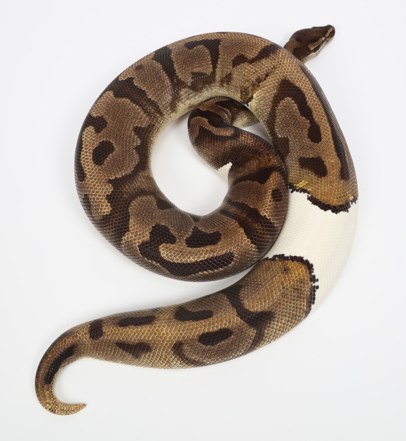 2760 Gram Pied Ball Python by Sterling Nelson - MorphMarket