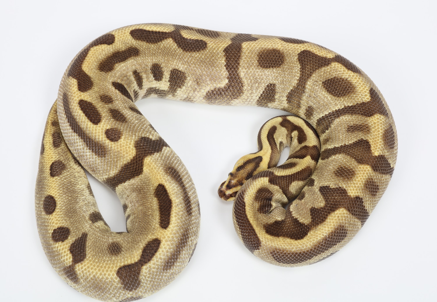 Enchi Fire Orange Dream Leopard Het Clown Het Pied Ball Python by ...