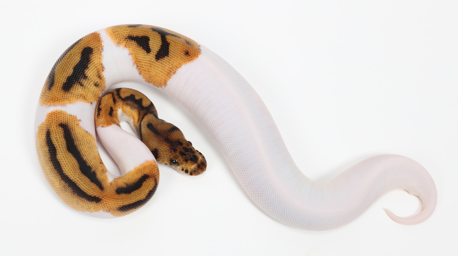 Clown Pied Ball Python by Sterling Nelson - MorphMarket