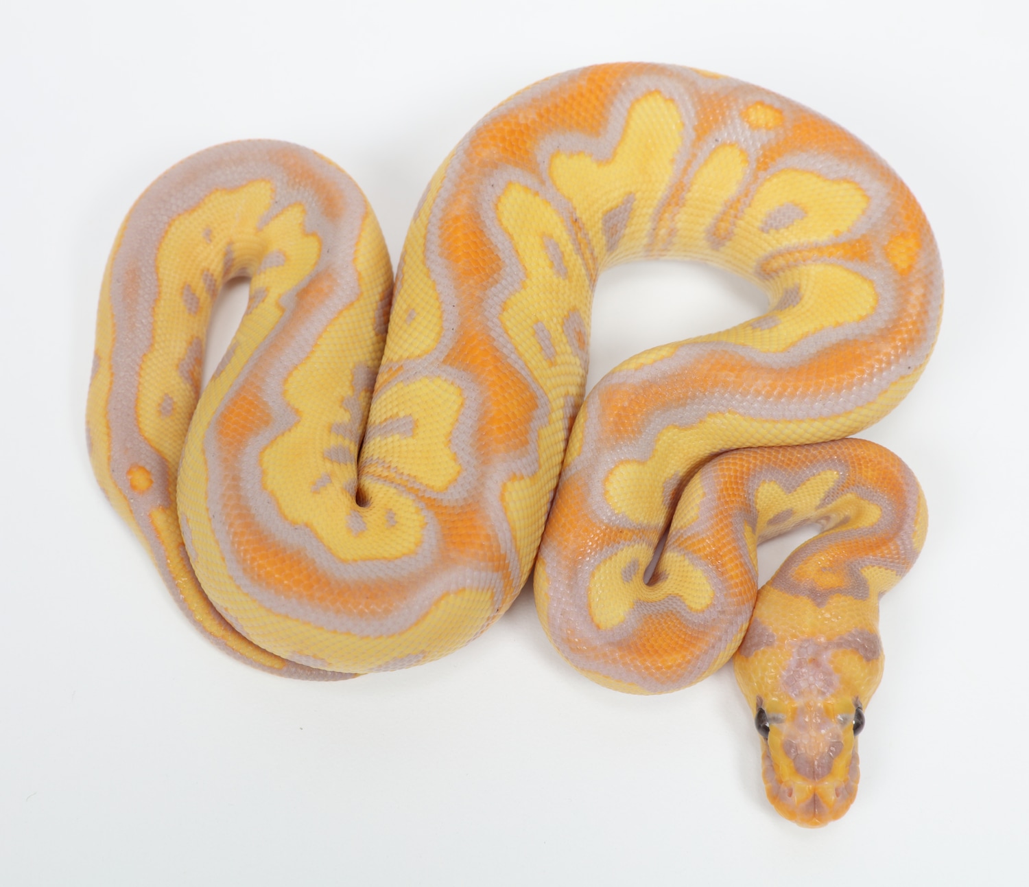 Banana Clown 66% Het Pied Ball Python by Sterling Nelson - MorphMarket