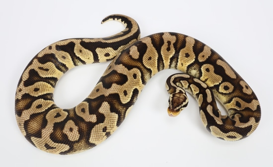 1850 Gram Pastel Enchi Het Clown Het Pied Ball Python by Sterling Nelson