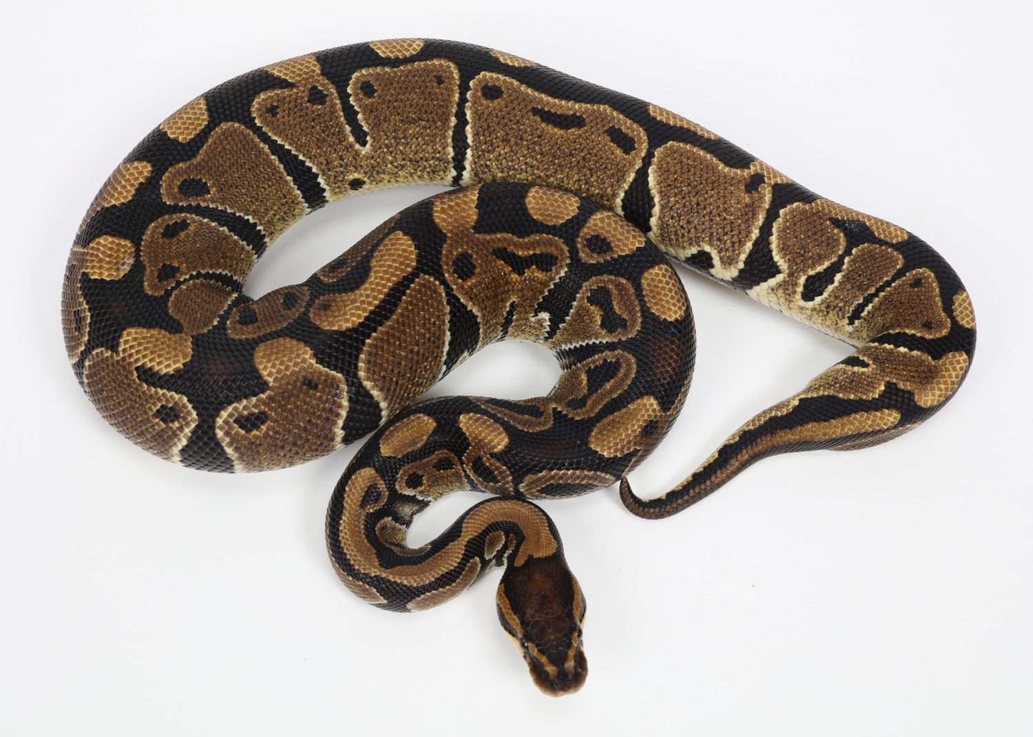 Het Clown Het Pied Ball Python by Sterling Nelson - MorphMarket