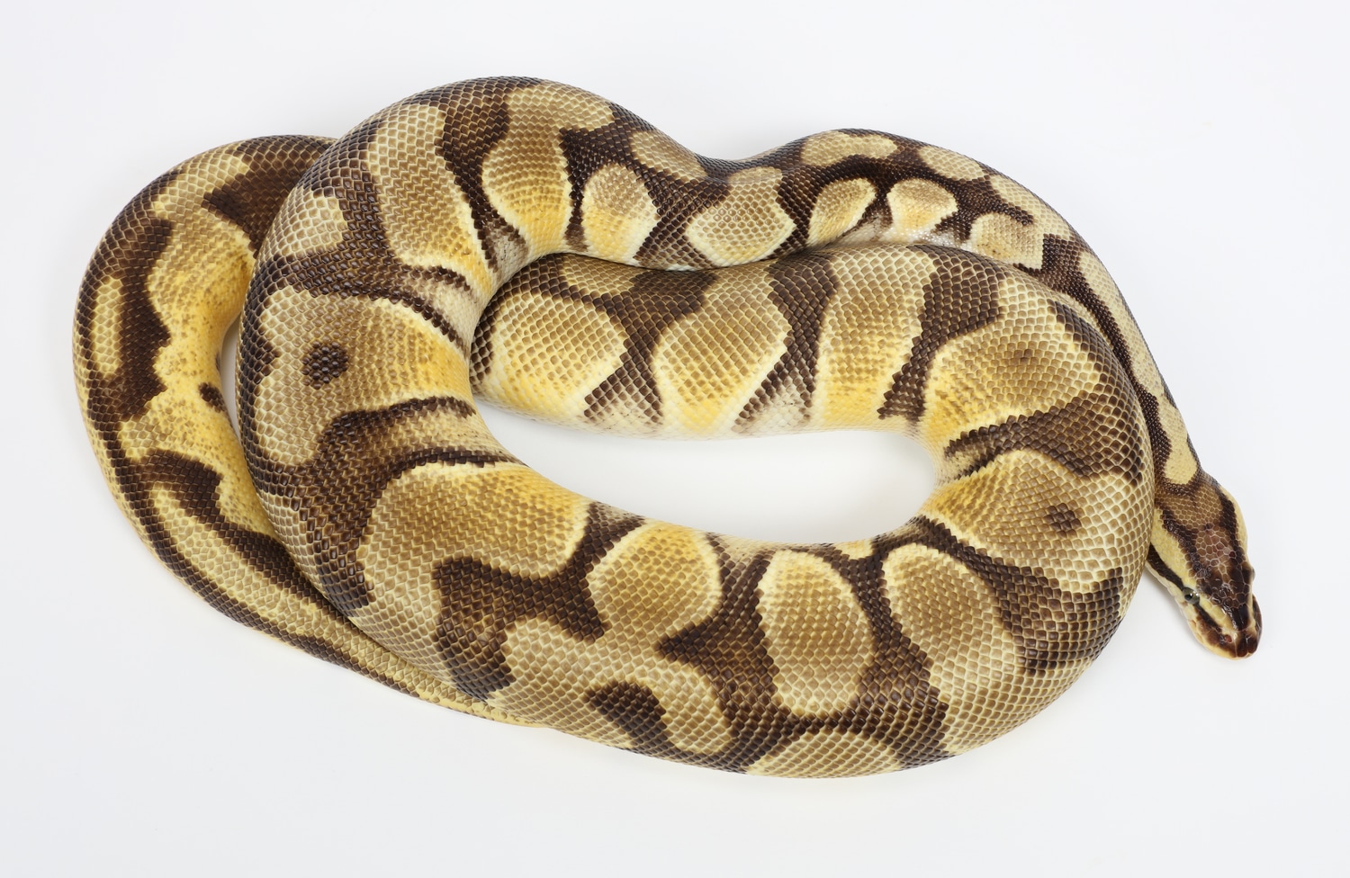 Pastel Enchi Orange Dream Het Clown Het Pied Ball Python by Sterling ...