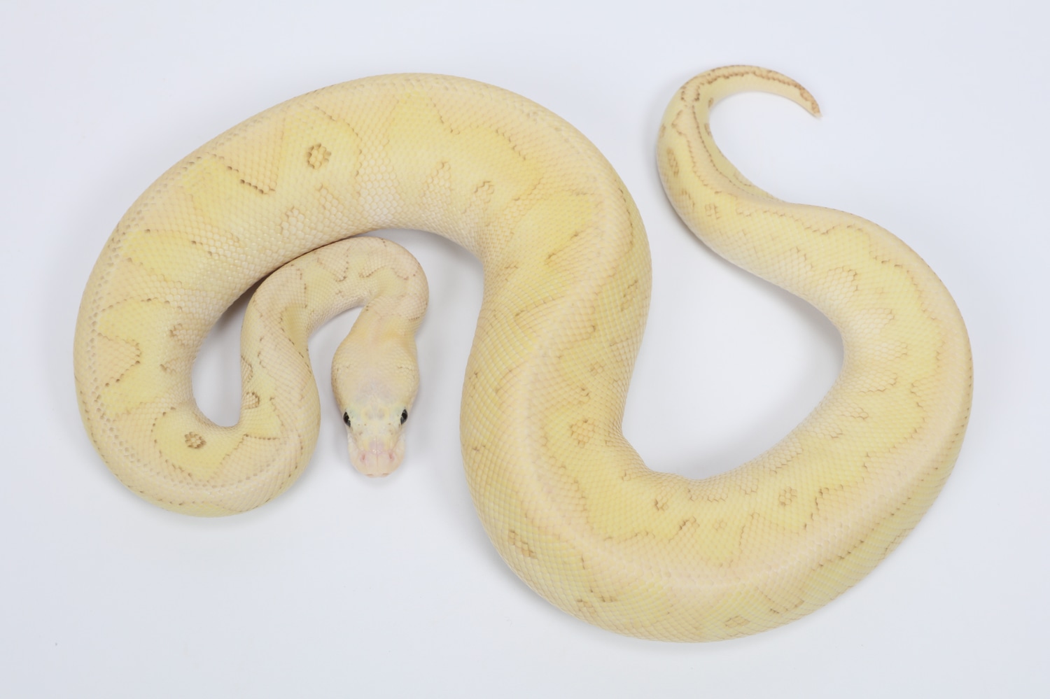 Pastel Fire Lesser Clown Pos Gravel Ball Python by Sterling Nelson ...