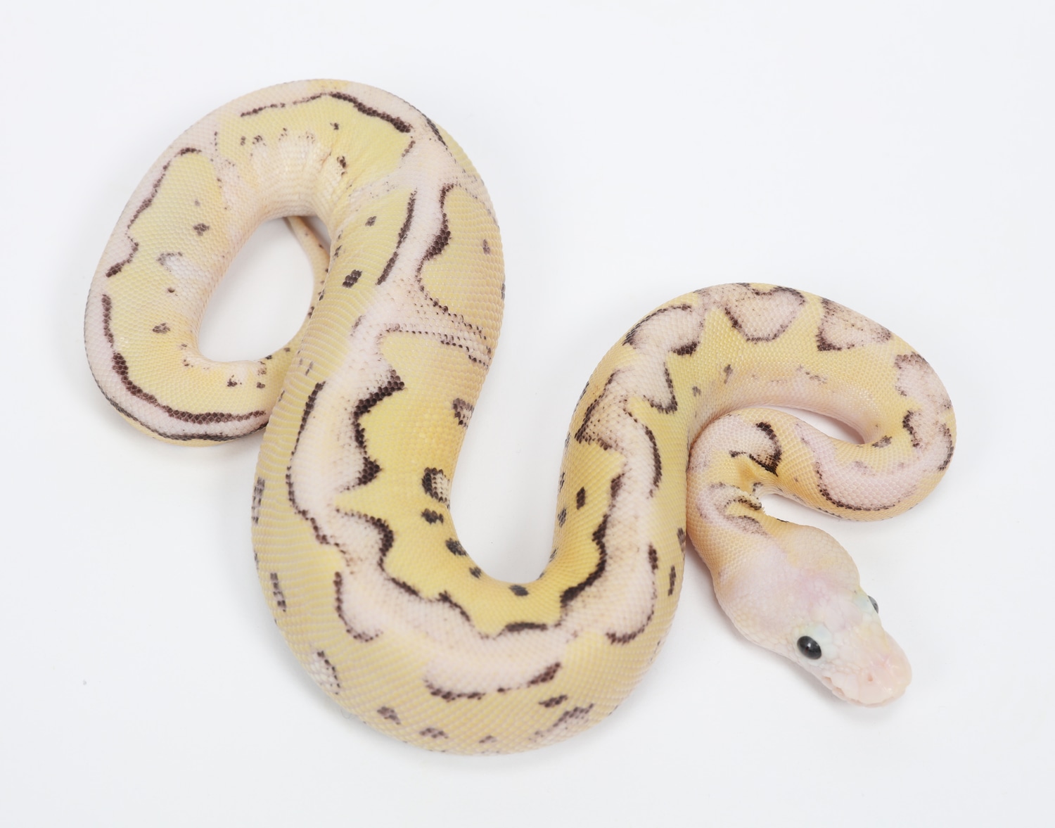 Super Pastel Clown Vanilla Or Fire Ball Python by Sterling Nelson ...