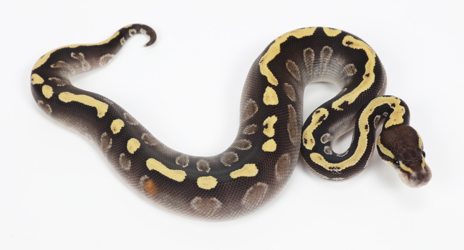GHI Mojave Het Clown Ball Python by Sterling Nelson - MorphMarket