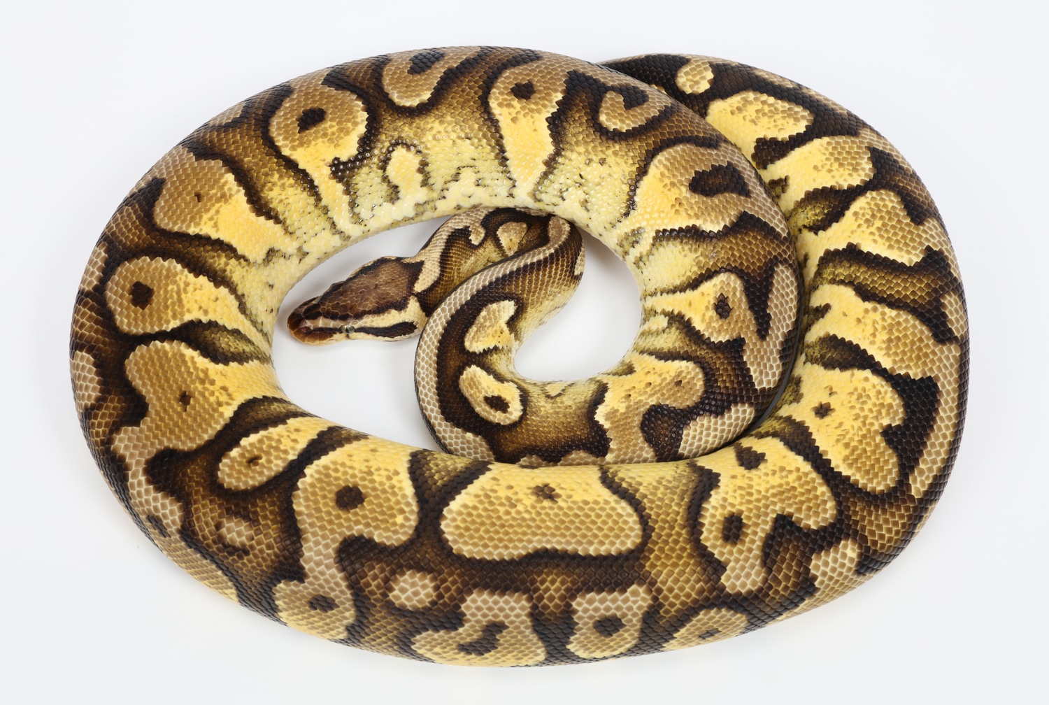 Gravel Or Yellowbelly Pastel Het Clown Het Pied Ball Python by Sterling ...