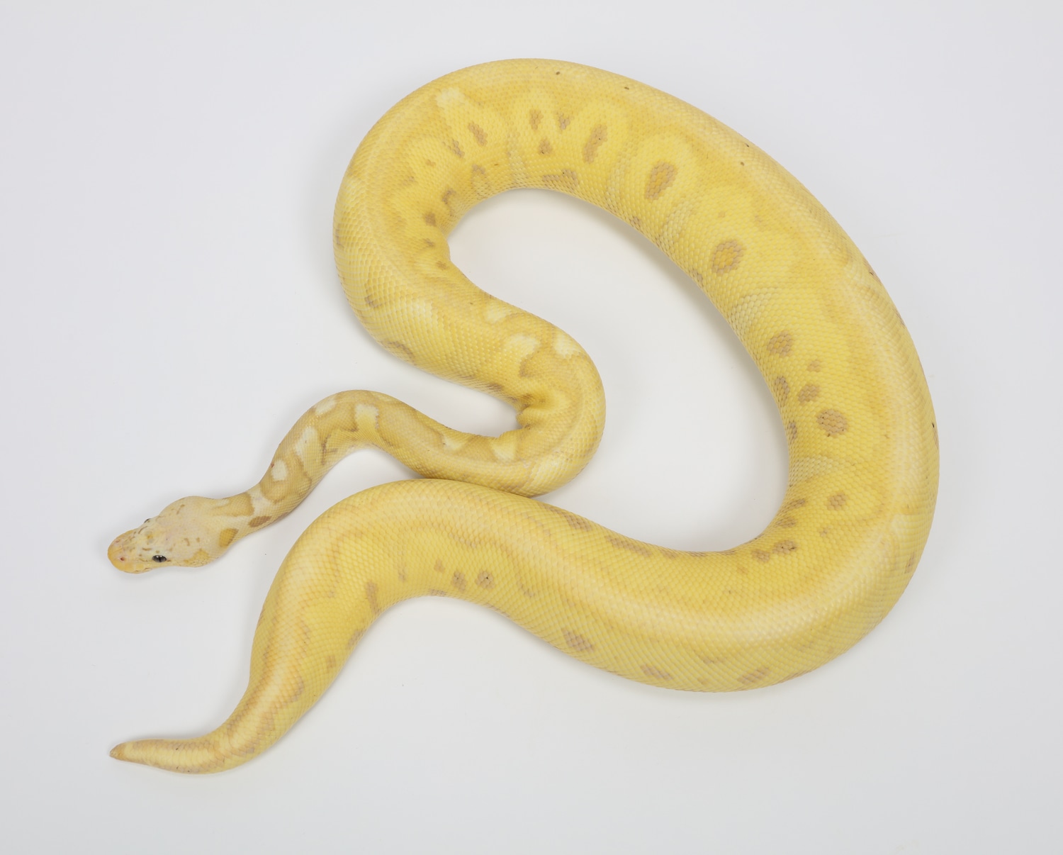 Banana Pastel Clown Ball Python by Sterling Nelson - MorphMarket