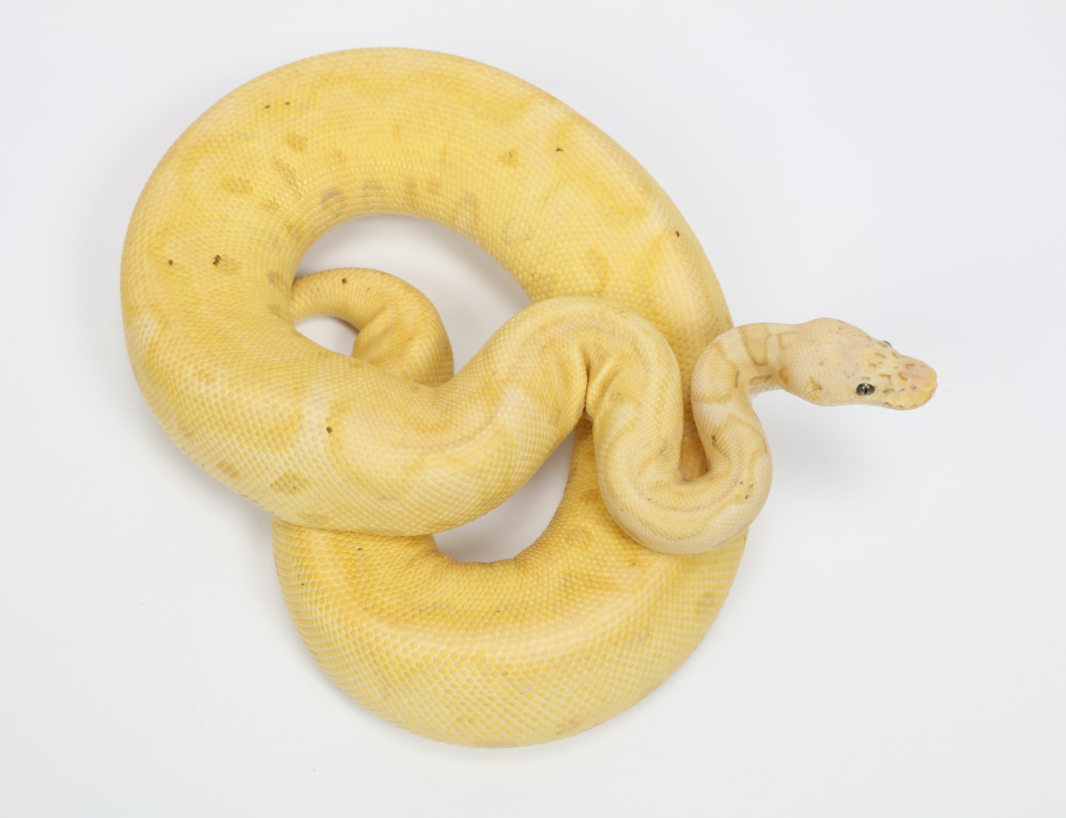 Banana Pastel Clown Possible Orange Dream Ball Python by Sterling ...
