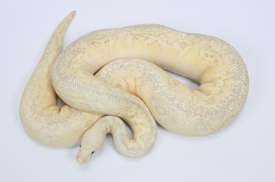 Pastel Fire Lesser Clown Ball Python by Sterling Nelson