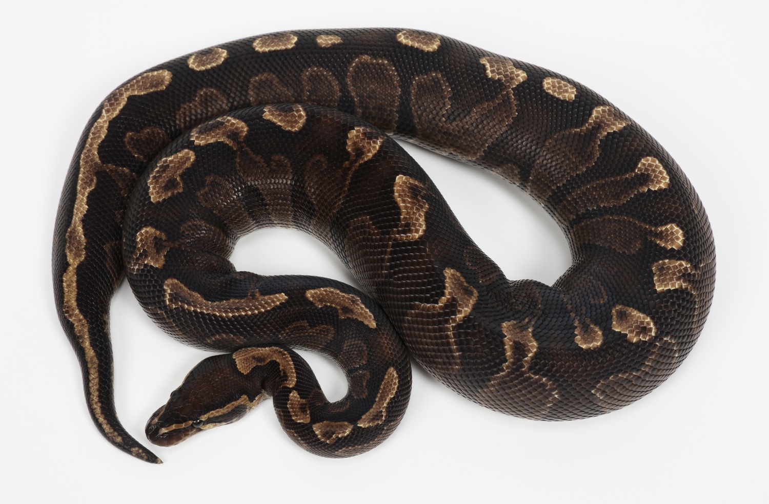 GHI Sable Ball Python by Sterling Nelson - MorphMarket