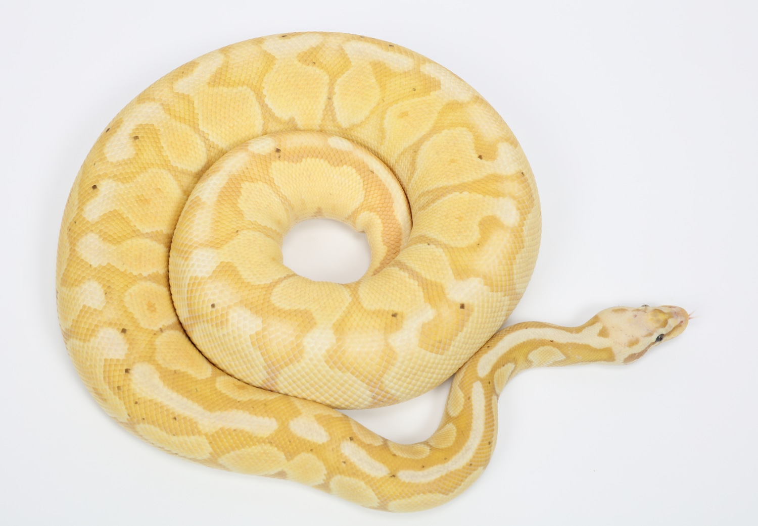 Banana Enchi Pastel 66% Het Clown Ball Python by Sterling Nelson ...