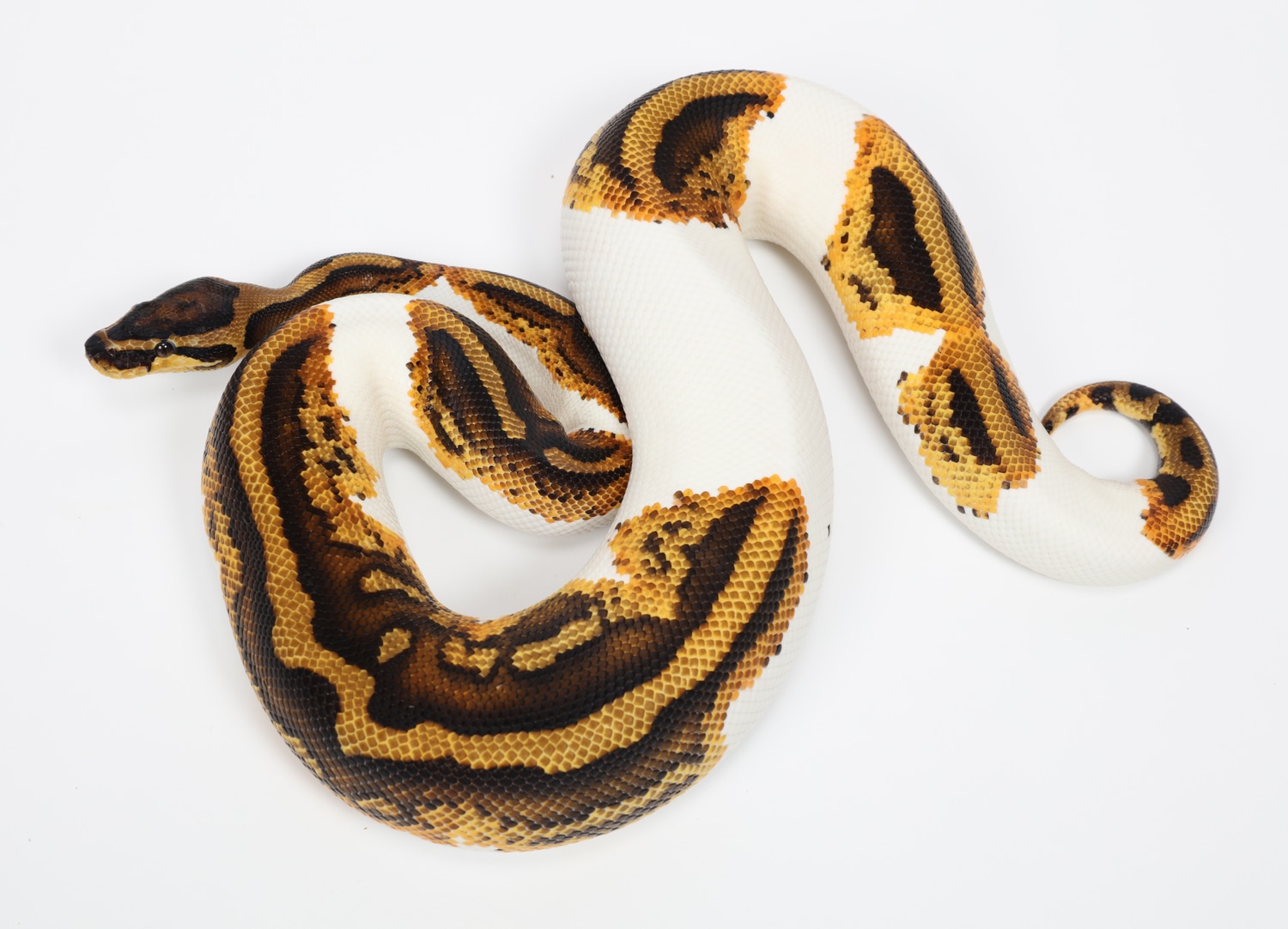 Yellowbelly Pied 66% Het Clown Ball Python by Sterling Nelson - MorphMarket