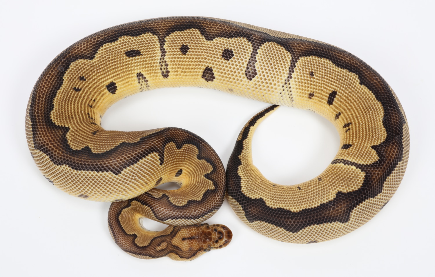 Clown Blade Ball Python by Sterling Nelson - MorphMarket