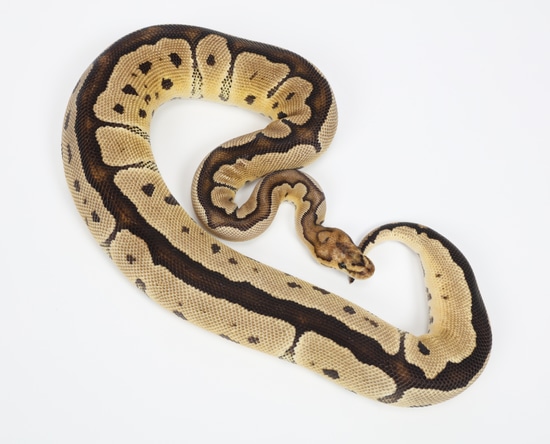 Clown Blade Ball Python by Sterling Nelson