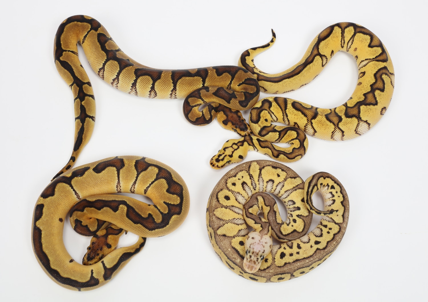 Pastel Enchi Clown 66% Het Pied Ball Python by Sterling Nelson ...