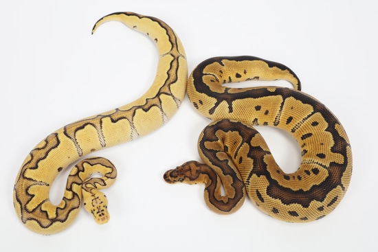 Pastel Enchi Clown Ball Python by Sterling Nelson