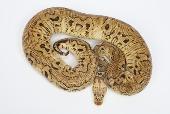 Pastel Mahogany Clown Ball Python by Sterling Nelson