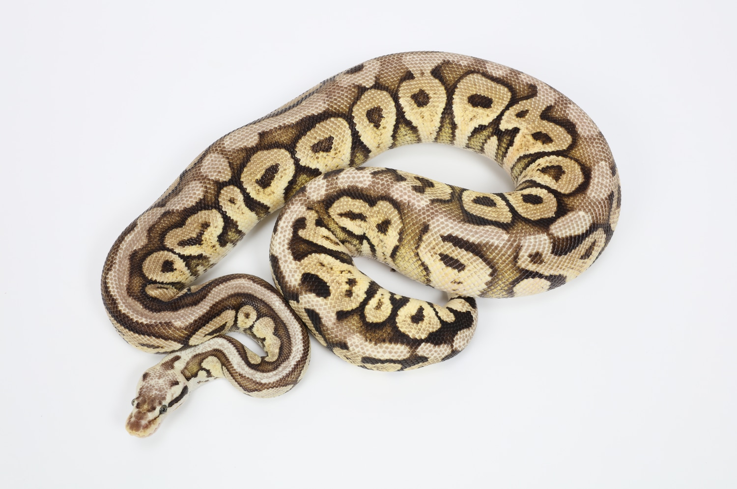 Het Clown Super Pastel Het Red Axanthic Pos Chocolate Pos Spark Ball ...