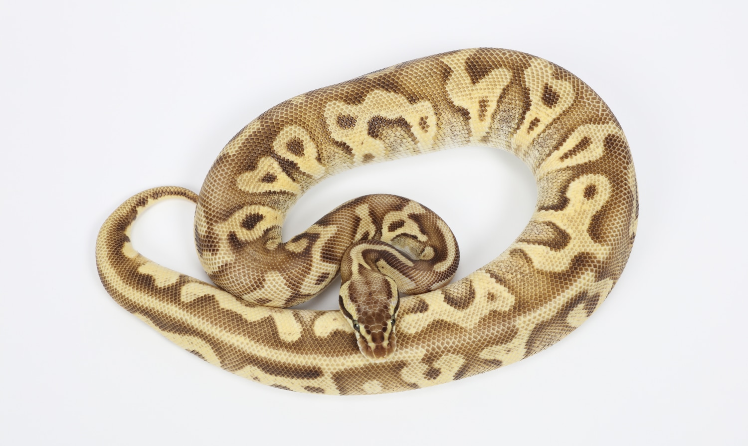 Pastel Mojave Enchi Leopard Het Clown Ball Python by Sterling Nelson ...
