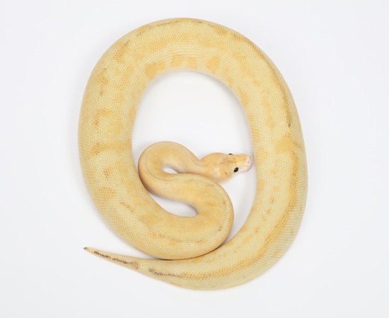 Champagne Spotnose Leopard Fire Clown Ball Python by Sterling Nelson