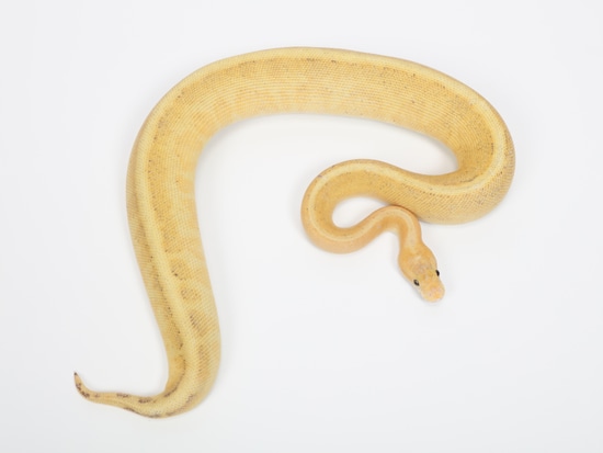 Champagne Fire Clown Probable Spotnose Ball Python by Sterling Nelson