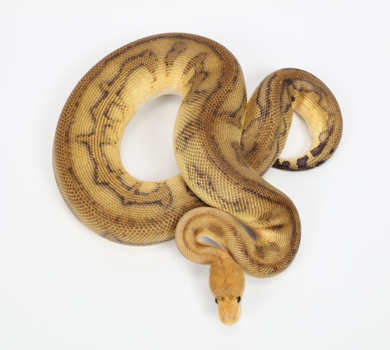 Champagne Leopard Clown Ball Python by Sterling Nelson