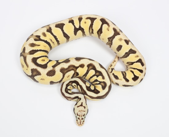 Spotnose Enchi Pastel 50% Het Clown Ball Python by Sterling Nelson