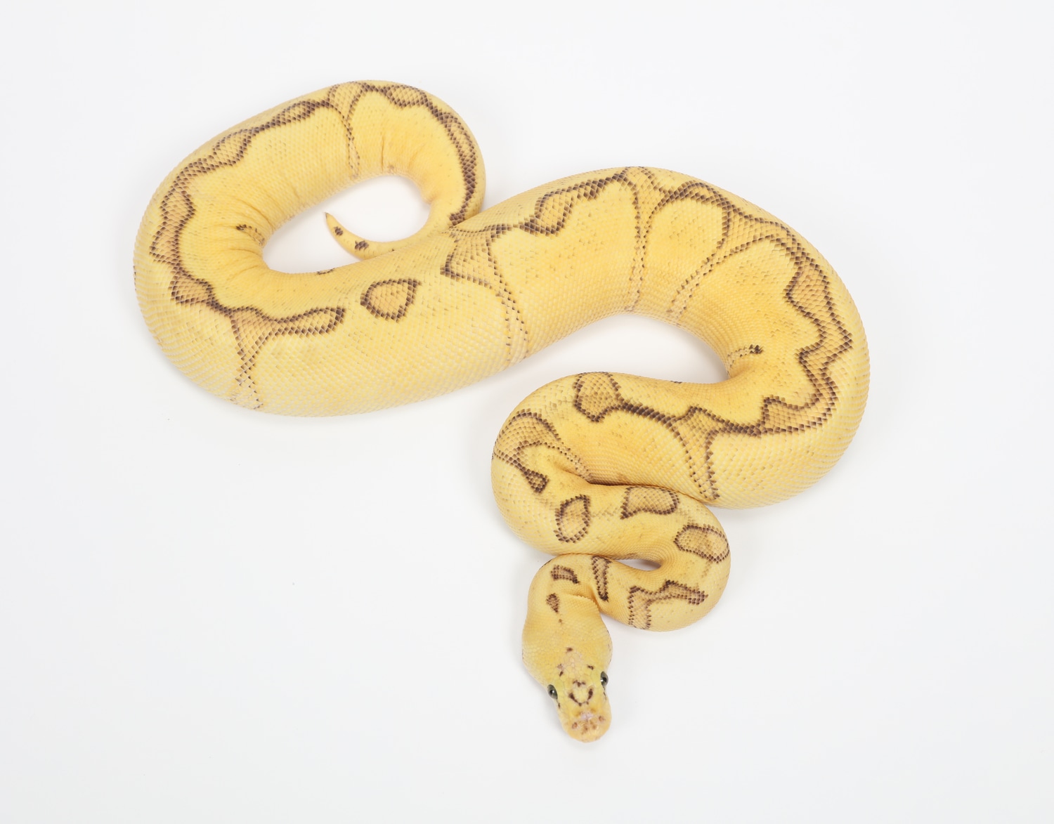Specter Super Pastel Enchi Blade Clown Ball Python by Sterling Nelson ...