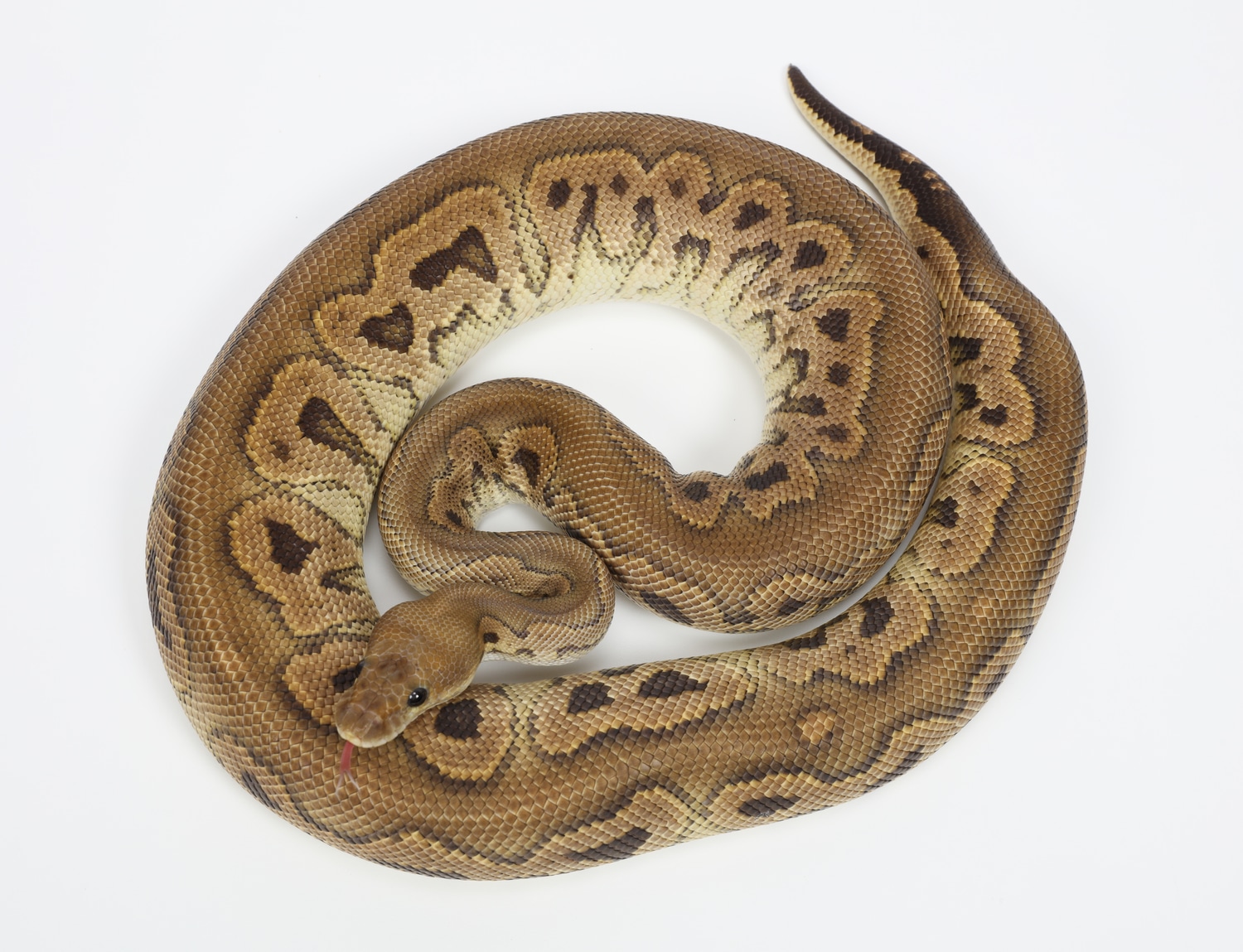 Black Pastel Clown Ball Python by Sterling Nelson - MorphMarket