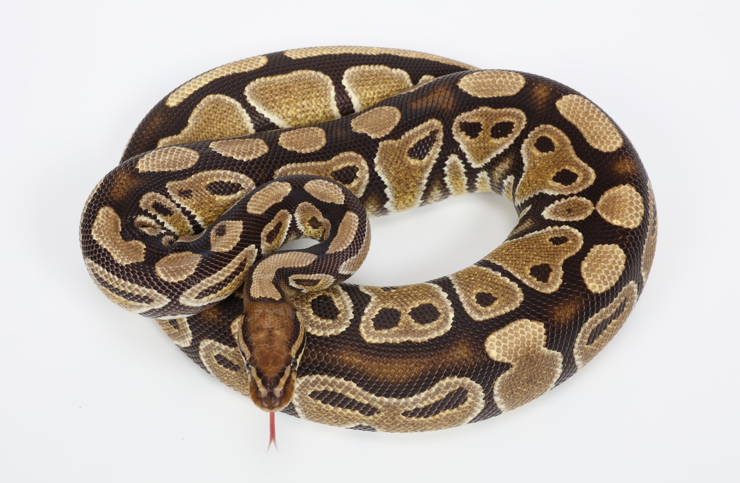 Trojan Het Clown Ball Python by Sterling Nelson - MorphMarket