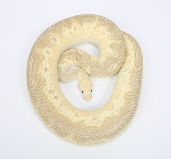 Pastel Fire Lesser Yellowbelly Clown Ball Python by Sterling Nelson