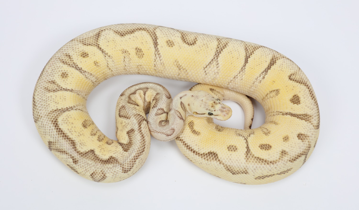 Pastel Mojave Spider Het Clown Het Desert Ghost Ball Python by Sterling Nelson - MorphMarket