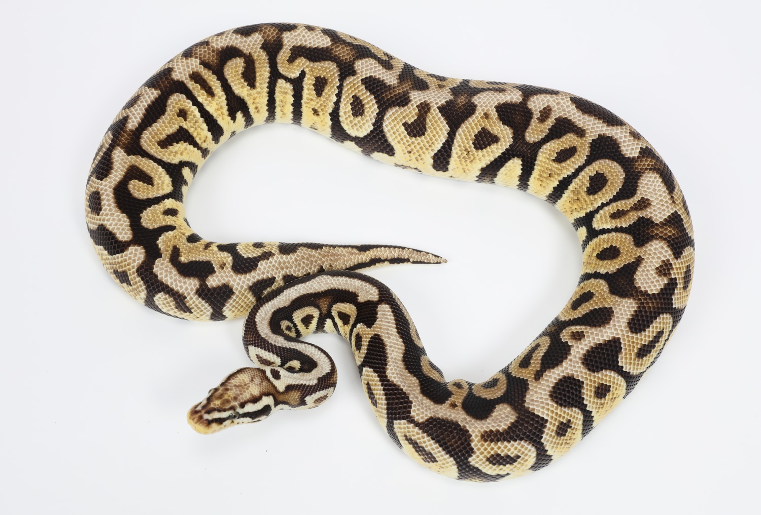 Redhead Pastel Spotnose Het Clown Ball Python by Sterling Nelson ...