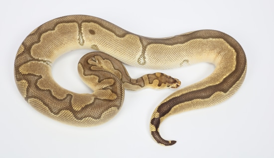 Super Orange Dream Clown Ball Python by Sterling Nelson