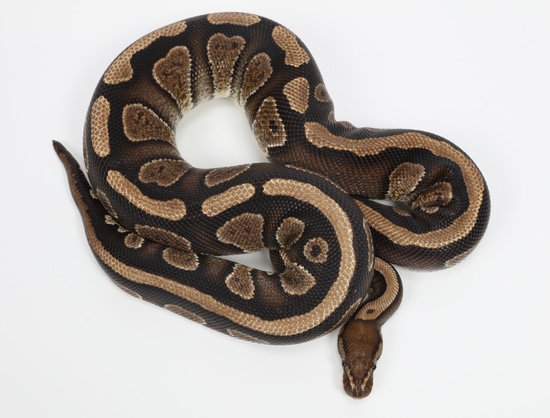 Mahogany Het Clown Ball Python by Sterling Nelson