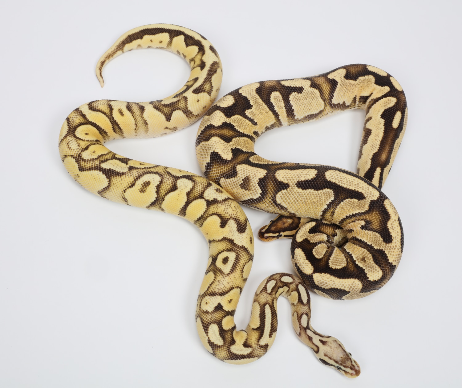 Females Pastel Enchi Orange Dream Pos Spark Or Yellow Belly 66% Het ...