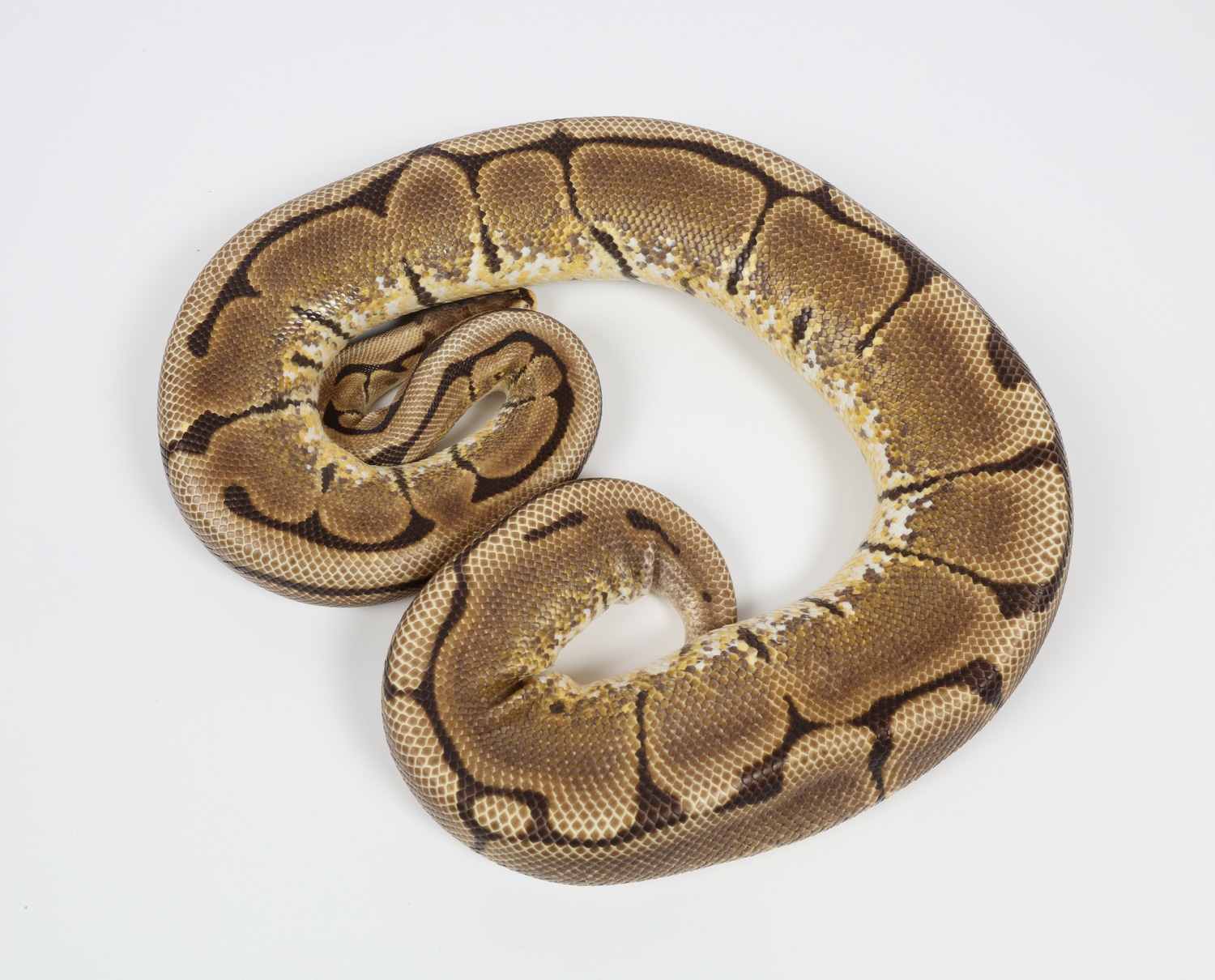 Het Desert Ghost Het Clown Spider Ball Python by Sterling Nelson ...