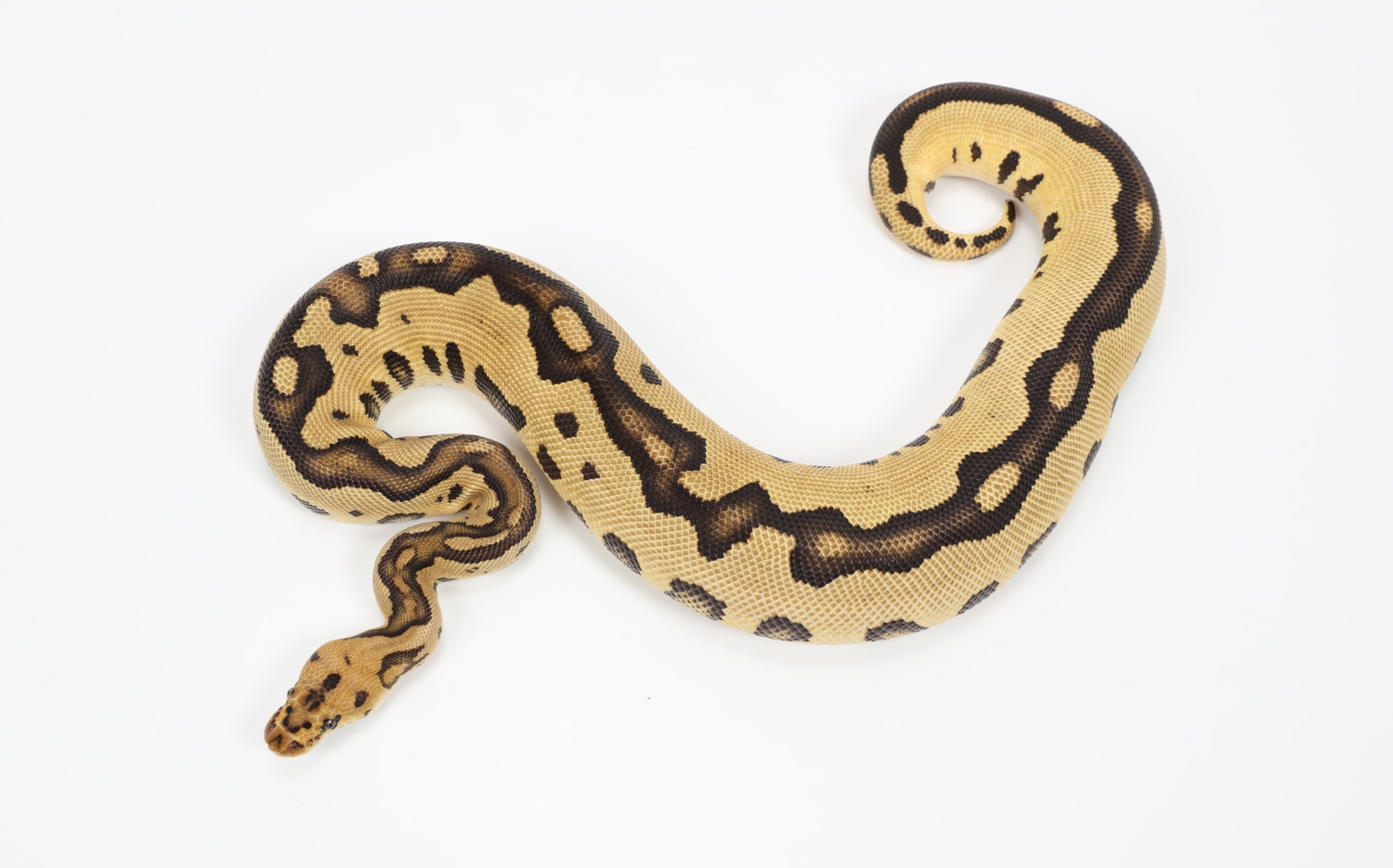 Leopard Fire Clown Ball Python by Sterling Nelson - MorphMarket