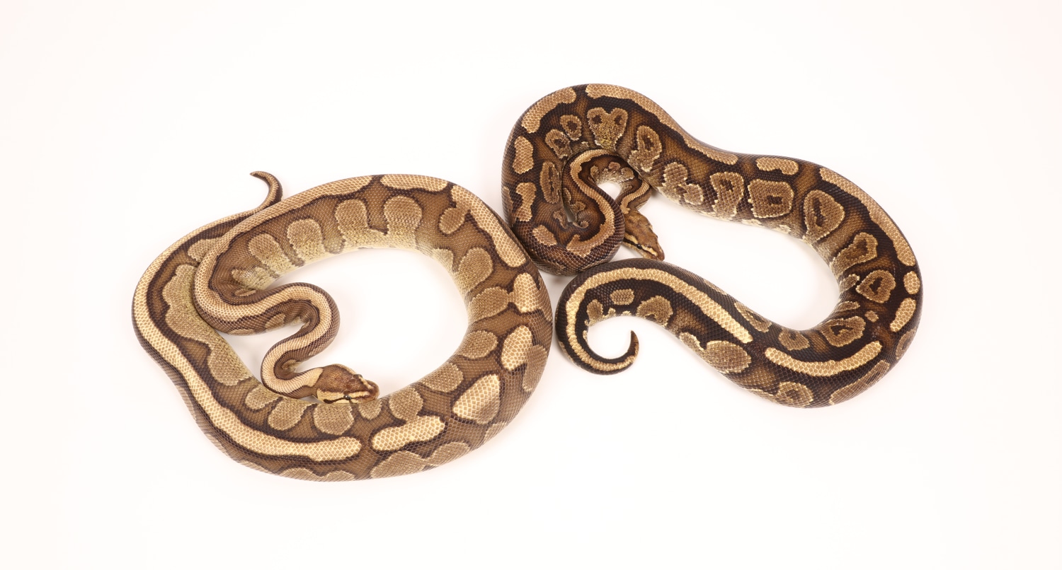 Fire Red Stripe Mahogany 66% Het Clown Ball Python by Sterling Nelson ...
