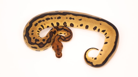 Red Stripe Leopard Clown Ball Python by Sterling Nelson