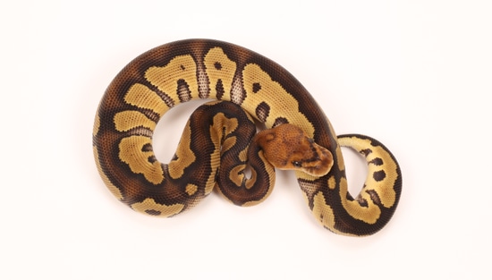 Wookie Clown Ball Python by Sterling Nelson